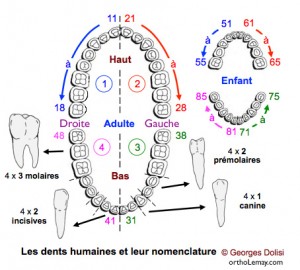 Dental anatomy notation | Bücco